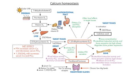 Disorders Of Calcium Metabolism Approach And Management Ppt