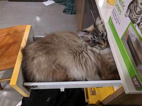 Cant Leave An Open Drawer Unattended In This House Scrolller
