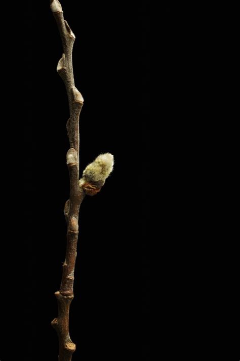 Homemade Tree Limb Preservative Hunker