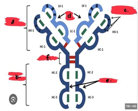 Immunosero Lec Antibodies And The Tcr Flashcards Quizlet