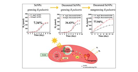 Escalating Photobiological Hydrogen Production Using Engineered Selenium Nanoparticles Acs Es