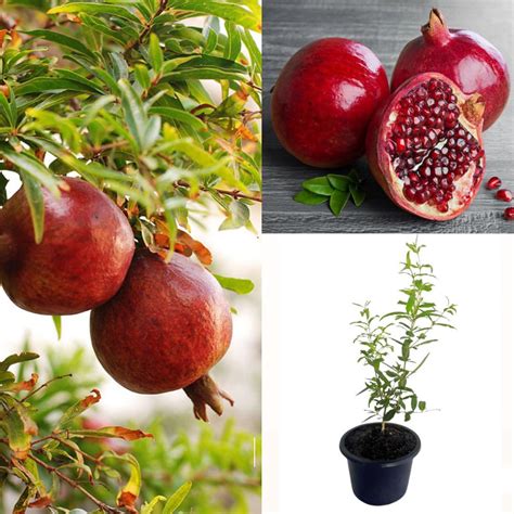 Heavens Garden Special Offer පහත සඳහන් වර්ග වලින්