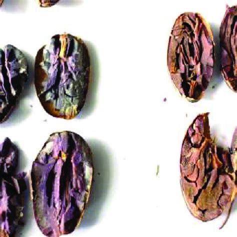 PDF Fermentation Of Cocoa Beans