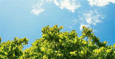 Planting Shade Trees Near A House Amelior Insulation