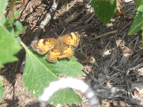 Ap Biology Project ~ Tacy 2012 13 8 Batesian Mimicry