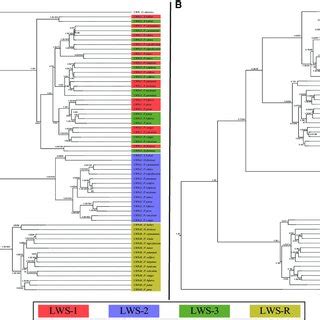 Bayesian Consensus Trees With Posterior Probabilities Followed By ML Download Scientific