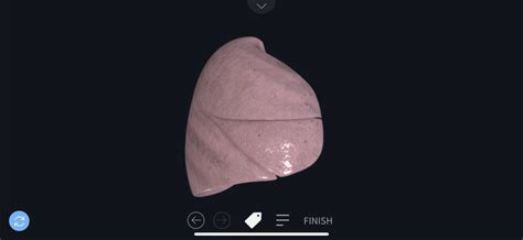 Right Lung Diagram Quizlet