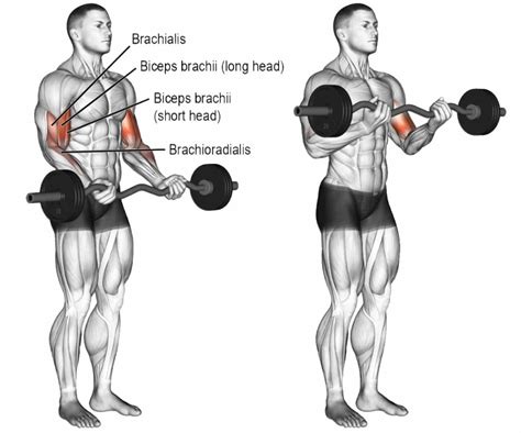 Close Grip Barbell Curl Muscles Worked Benefits And Alternatives