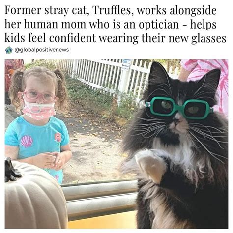 Positive News On Instagram “optician Danielle Crull Adopted Truffles A Stray Kitten She