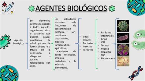 Tipos De Biologicos Infografía El Ritmo De Los Hongos