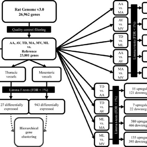 Summary Of Microarray Data Analysis Workflow Download Scientific Diagram