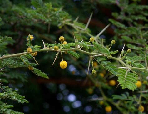 Flora Of Zambia Species Information Individual Images Acacia Nilotica