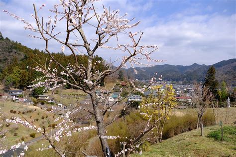 青梅市 梅の公園 ダブワンホビー