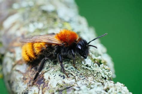 A Close Up Of A Bee On A Tree Branch With Licheny And Moss