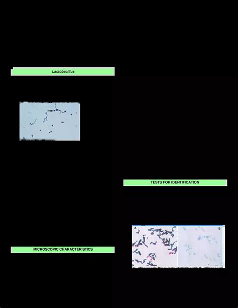 Clinical Bacteriology 03 Gram Positive Bacilli Edubirdie