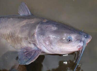 How To Catch Channel Catfish