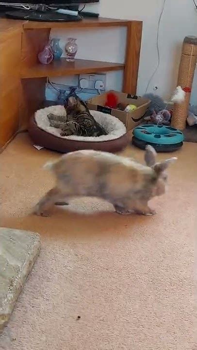 Daizzi And Daisy Youtube