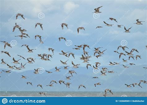 Bar Tailed Godwit At The Miranda Shorebird Centre Stock Image Image Of Shoreline Flight