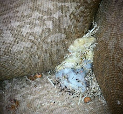 Nesting Mice Can Damage Fabrics Colonial Pest Control