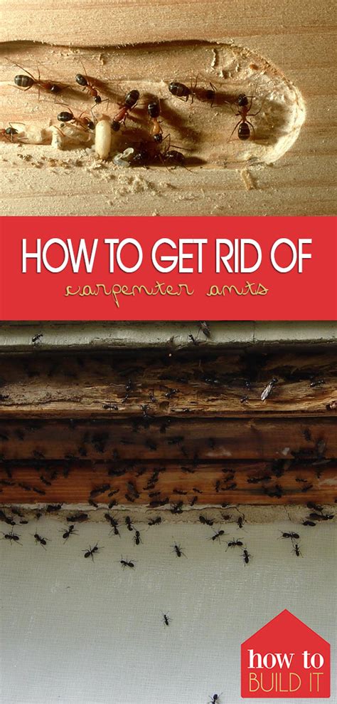 How To Get Rid Of Carpenter Ants How To Build It