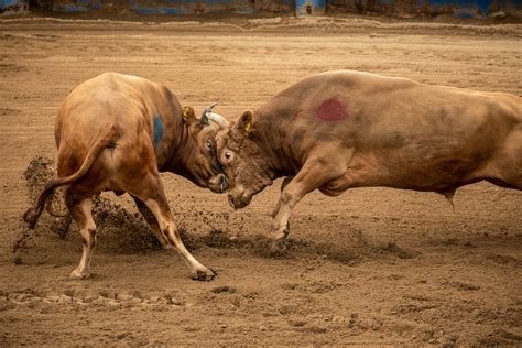 소싸움은 전통 문화유산인가 돈벌이 위한 학대인가 포토in 시사in