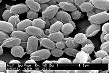 Bacillus Wiktionary