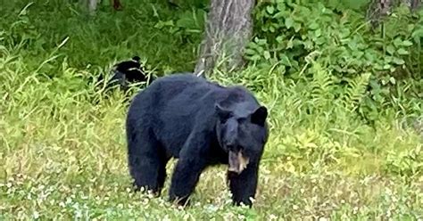 black bear sow w 3 cubs near ted stevens int l airport anchorage alaska album on imgur