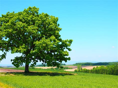 セブンスターの木｜観光スポット｜【公式】北海道の観光・旅行情報サイト Hokkaido Love