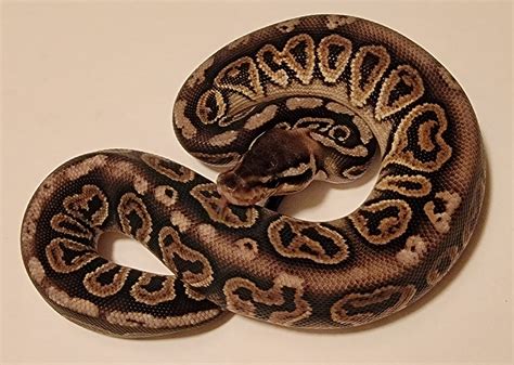 Black Pewter Ball Python By Bobcat Exotics Morphmarket