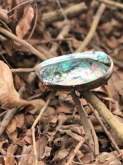 Giant Abalone Shell Dish Seashell Dish Catchall Shell Dish Etsy