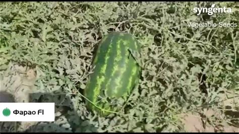 Арбуз F1 Фарао . От компании Syngenta . Урожай 2023 г - YouTube