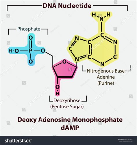 Deoxy Adenosine Monophosphate Damp Nucleotide Strcuture Stock Vector Royalty Free 1953181303