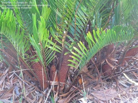 Plantfiles Pictures Zamia Species Coontie Cycad Florida Arrowroot