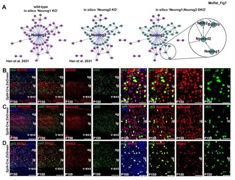 Identifying Target Genes Co Regulated By Neurog1 And Neurog2 Using Gene