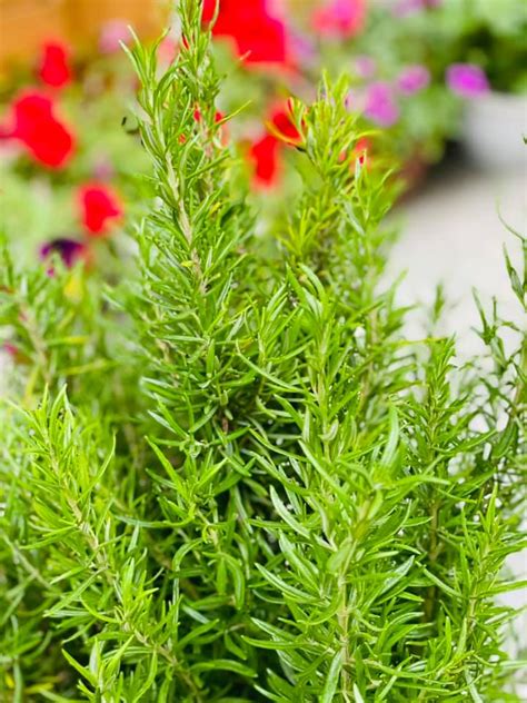 როზმარინი Anemone