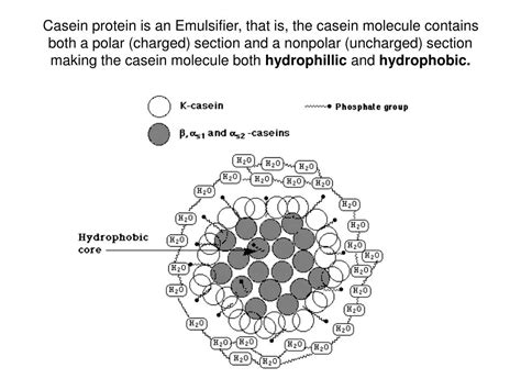 Ppt Protein Structure Powerpoint Presentation Free Download Id5962062