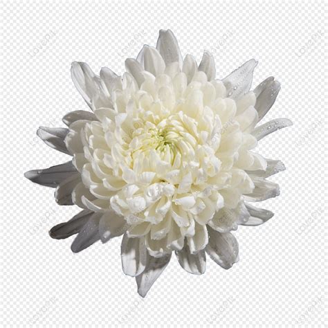 꽃 피는 국화 Png 일러스트 무료 다운로드 Lovepik