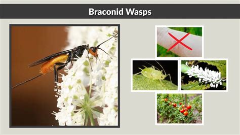 Braconid Wasps Size Color Sting Identification Life Cycle