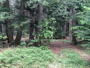 White Birch Ln Gorham NH Realtor Com