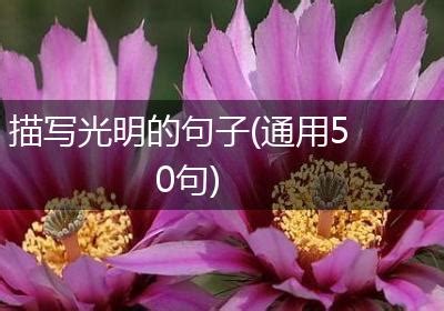 描写光明的句子 通用50句