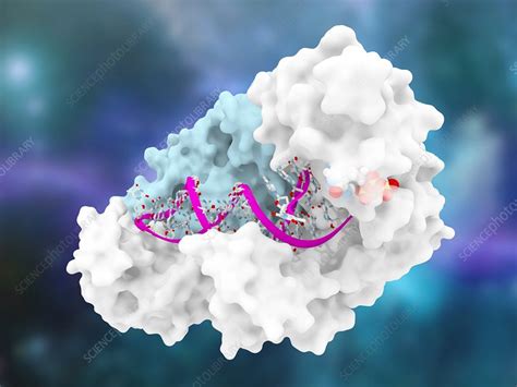 Hiv 1 Reverse Transcriptase And Drug Delivery Illustration Stock Image C045 9932 Science