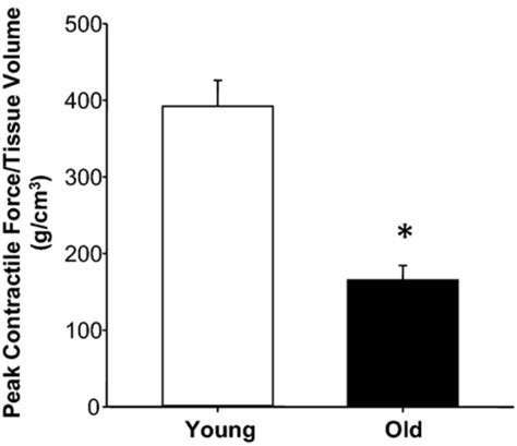 Aortic Contractility Decreases With Age Peak Contractile Force Download Scientific Diagram