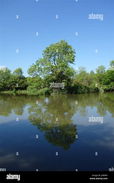 Tree Reflection In Water Stock Photo Alamy