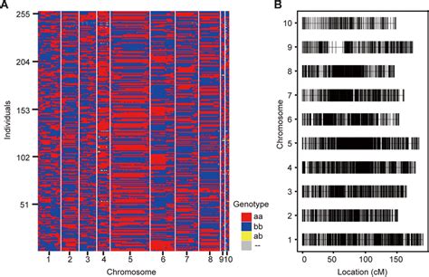 Genetic Mapping Of High Density Markers And Distribution Of Download Scientific Diagram