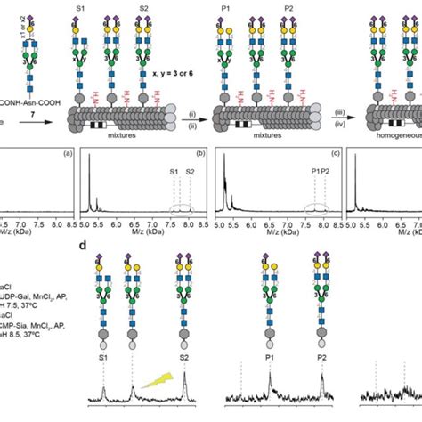 On Phage Two Step Enzymatic Extension Of Bi Antennary N Glycan By Download Scientific Diagram