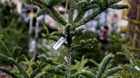 Стопанства от Североизточното държавно предприятие пускат 1400 коледни елхи на цени до 55 лв