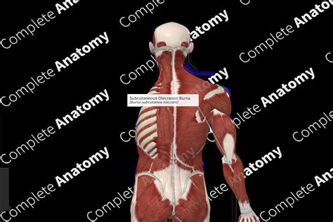Subcutaneous Olecranon Bursa Complete Anatomy