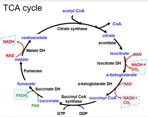 Pyruvate Dehydrogenase And Tca Cycle Flashcards Quizlet