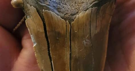 Woman Digs Up Megalodon Ancestors Fossil One Of The Largest Carnivores To Ever Live Daily Star