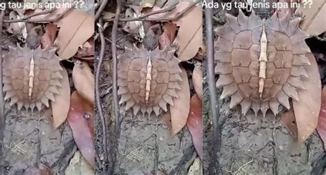 Mengenal Kura Kura Matahari Langka Dan Belum Dilindungi